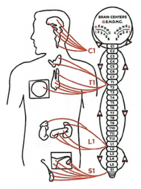 Personalized Chiropractic Plans | Breaux Bridge, LA | Breaux Bridge ...