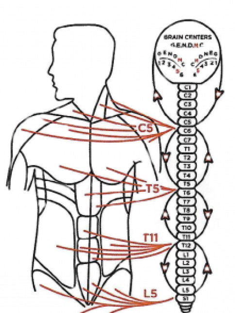 Personalized Chiropractic Plans | Breaux Bridge, LA | Breaux Bridge ...